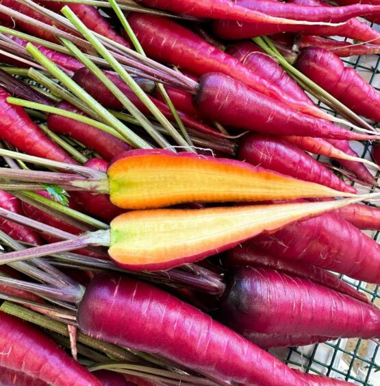 Dragon Carrot - Gaia Organics