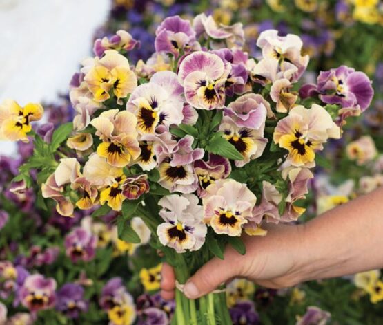 Frizzle Sizzle Mini Tapestry Viola - Gaia Organics