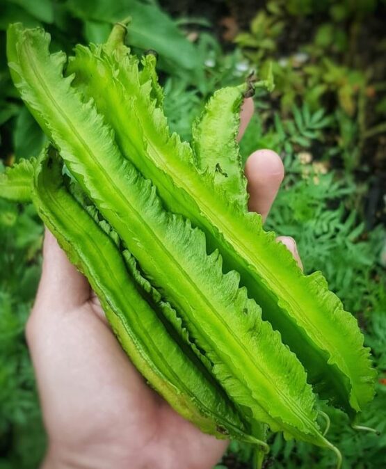 Winged Bean - Gaia Organics