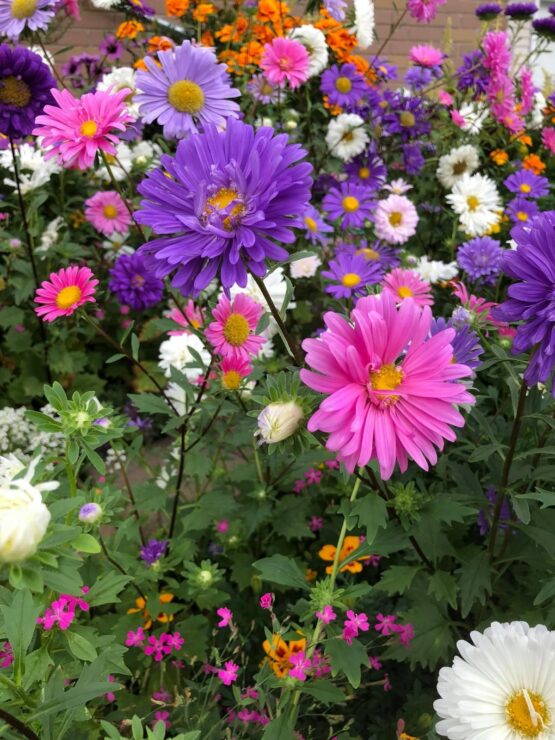 China Aster Mix | Gaia Organic Seeds