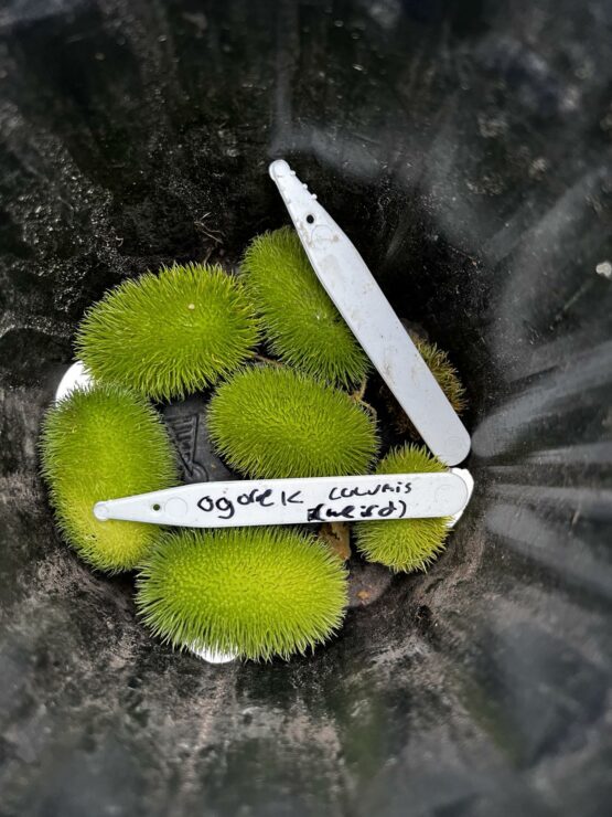 South African Spiny Cucumber | Gaia Organic Seeds