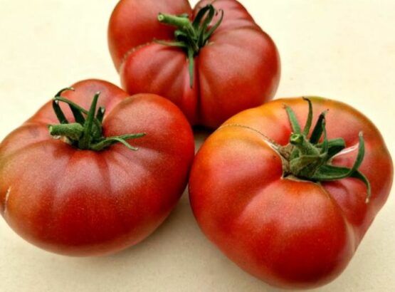 Dwarf Wild Fred Tomato - Gaia Organics