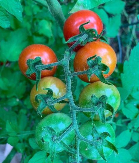 Fox Cherry Tomato - Gaia Organics