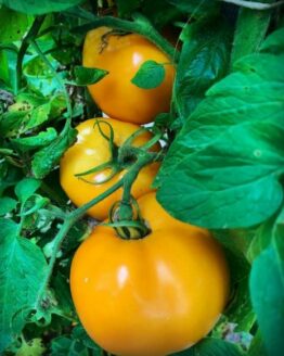 Moonglow Tomato - Gaia Organics