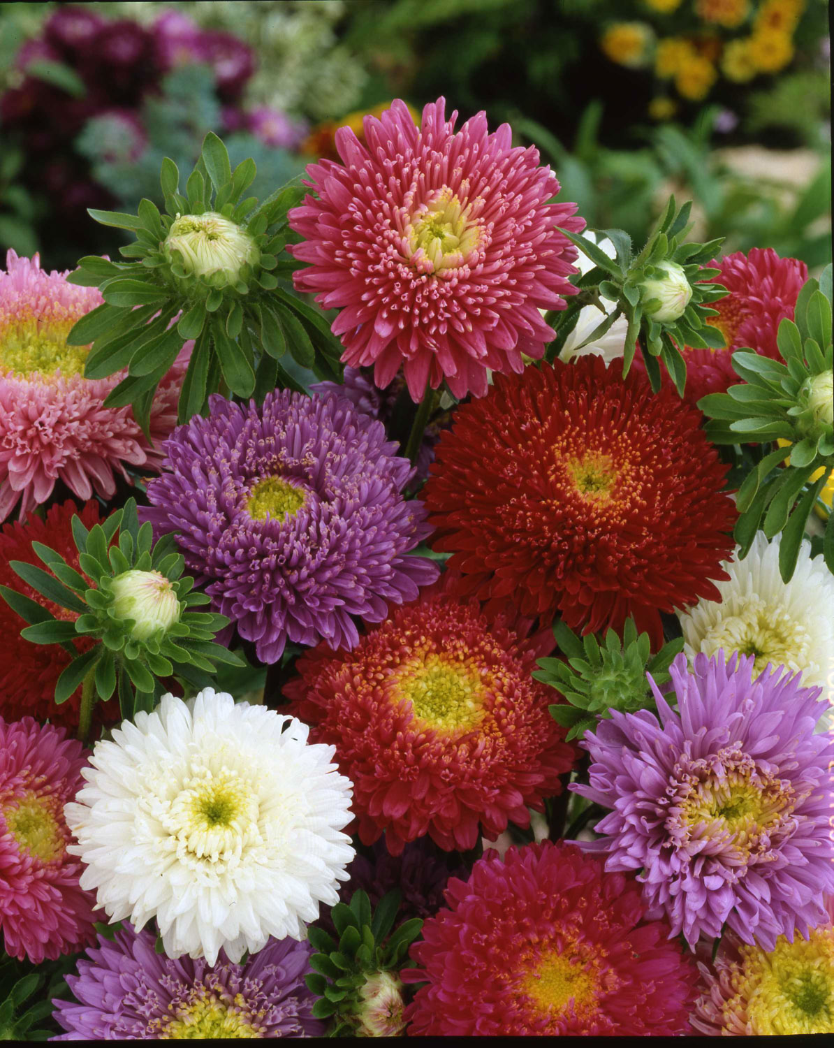 Pixie Princess Aster - Gaia Organics