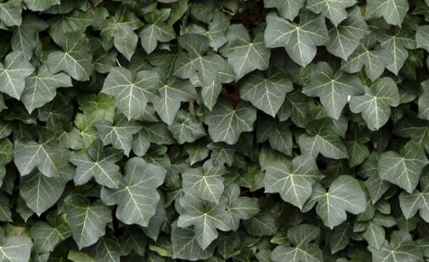 Baltic Ivy - Gaia Organics