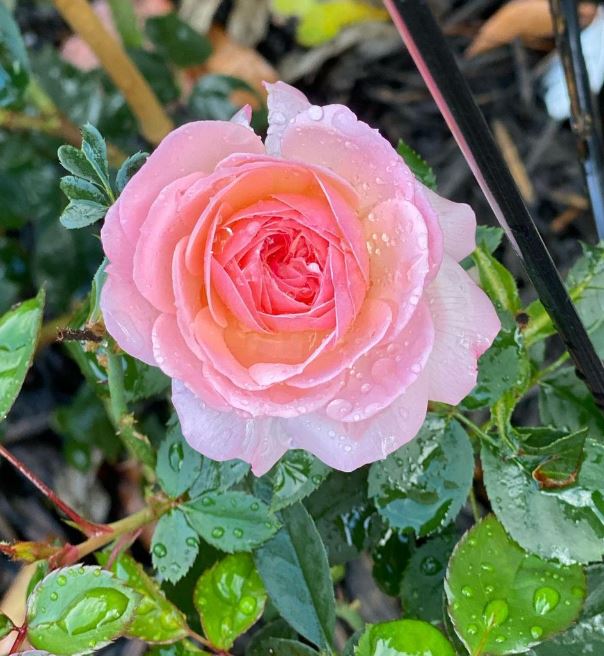 Calypso Rose - Gaia Organics