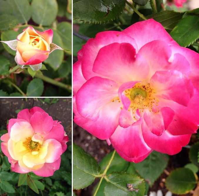 Campfire Rose - Gaia Organics