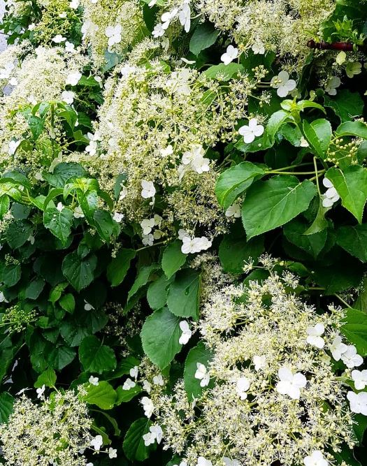 Climbing Hydrangea - Gaia Organics