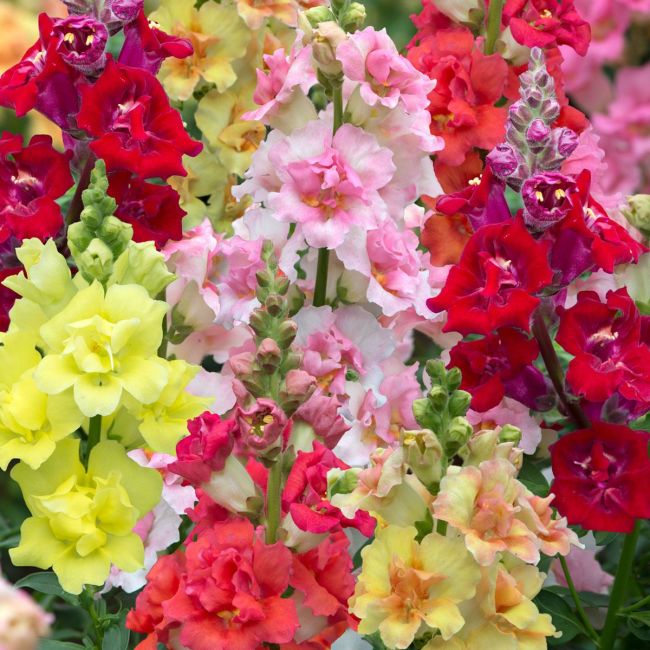 DoubleShot Snapdragon Mix - Gaia Organics