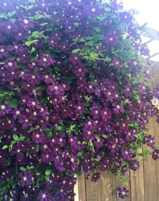 Etoile Violette Clematis - Gaia Organics