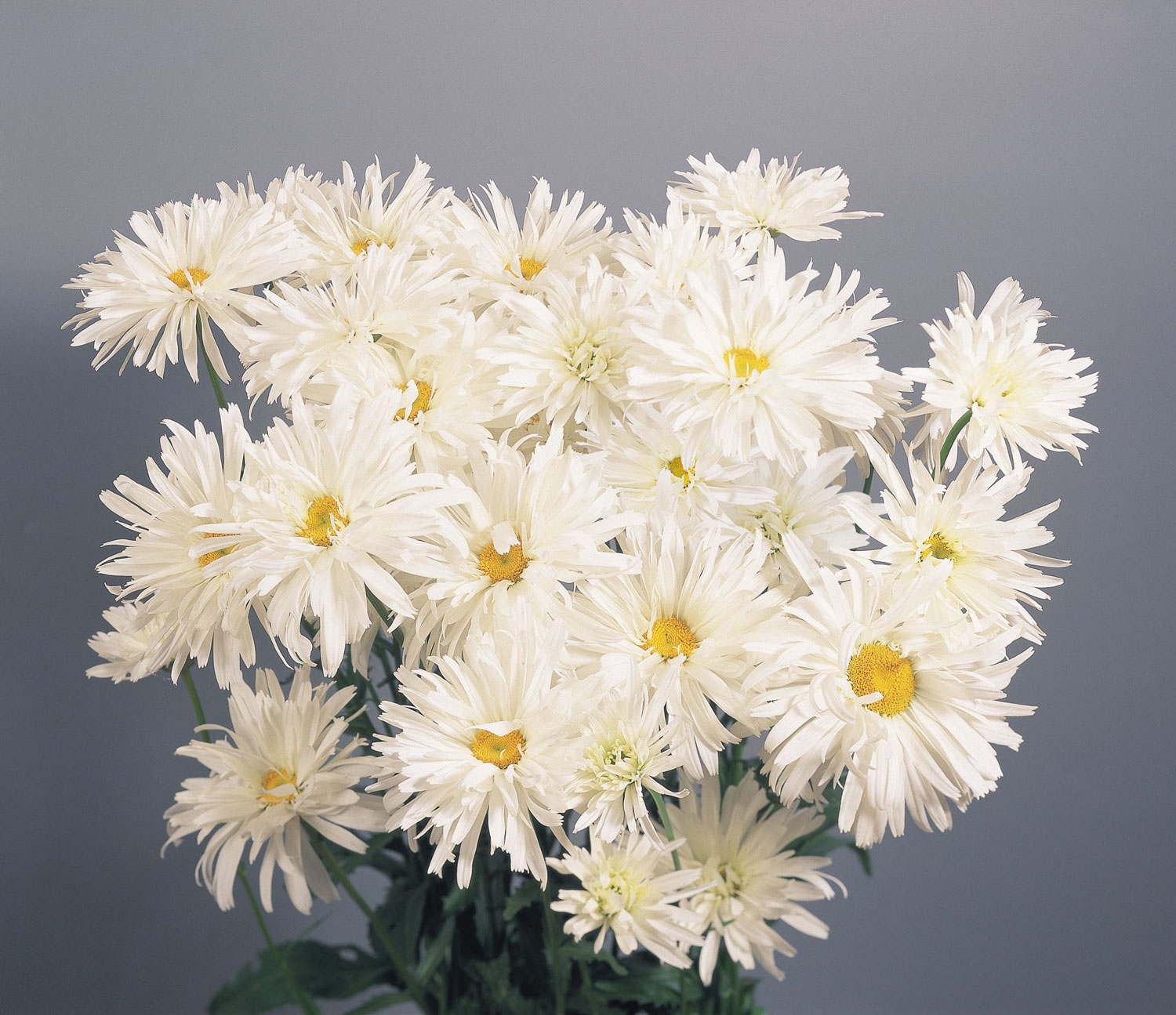 Crazy Daisy - Gaia Organics