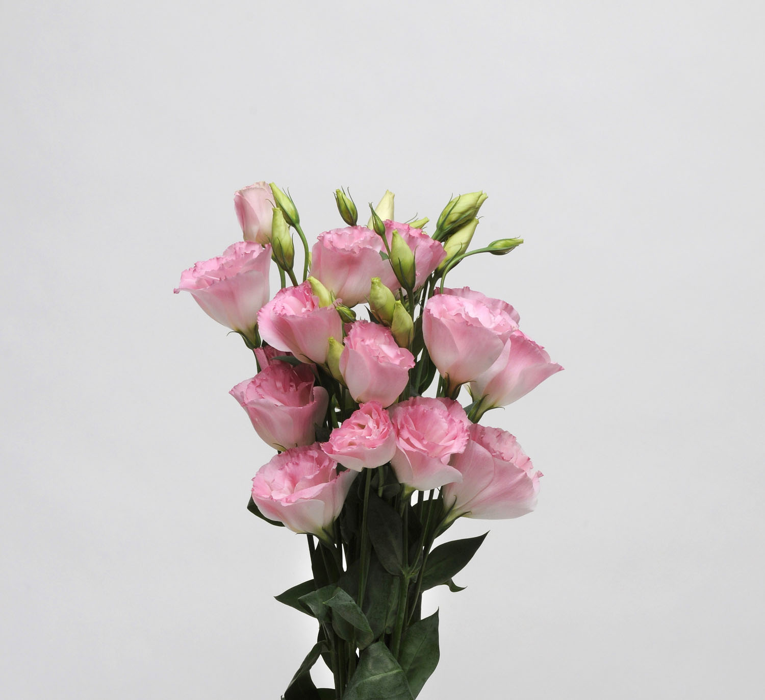 Pink Lisianthus - Gaia Organics