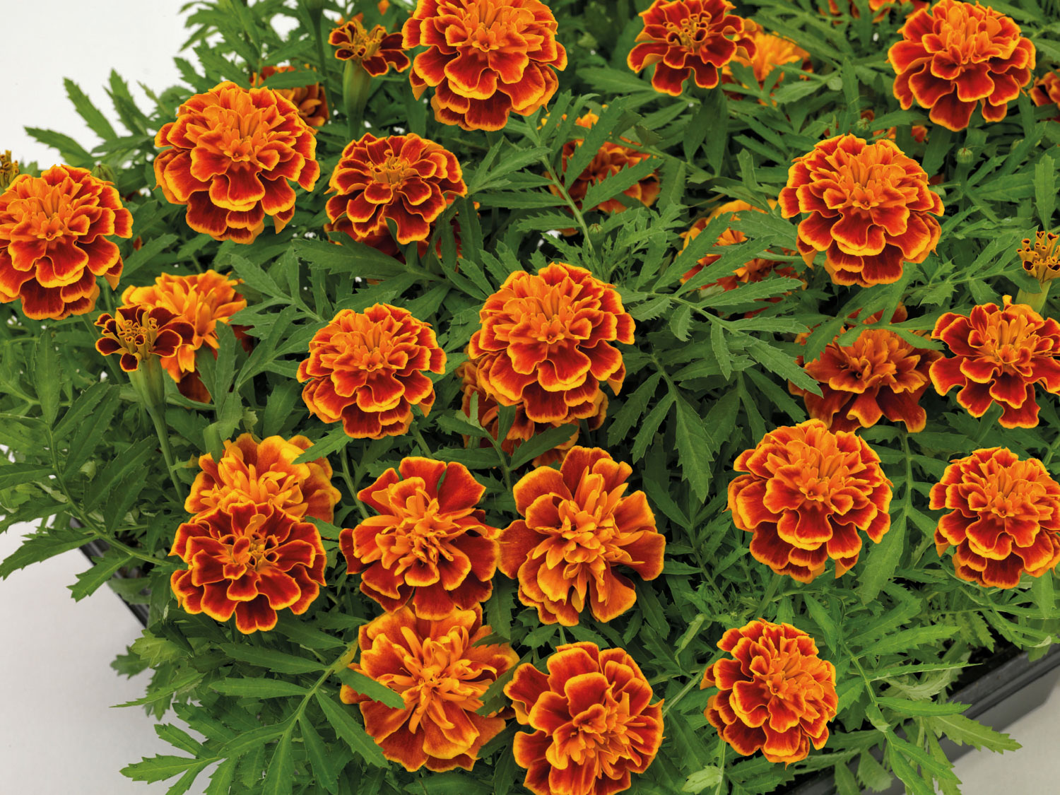 Super Hero Orange Flame Marigold - Gaia Organics