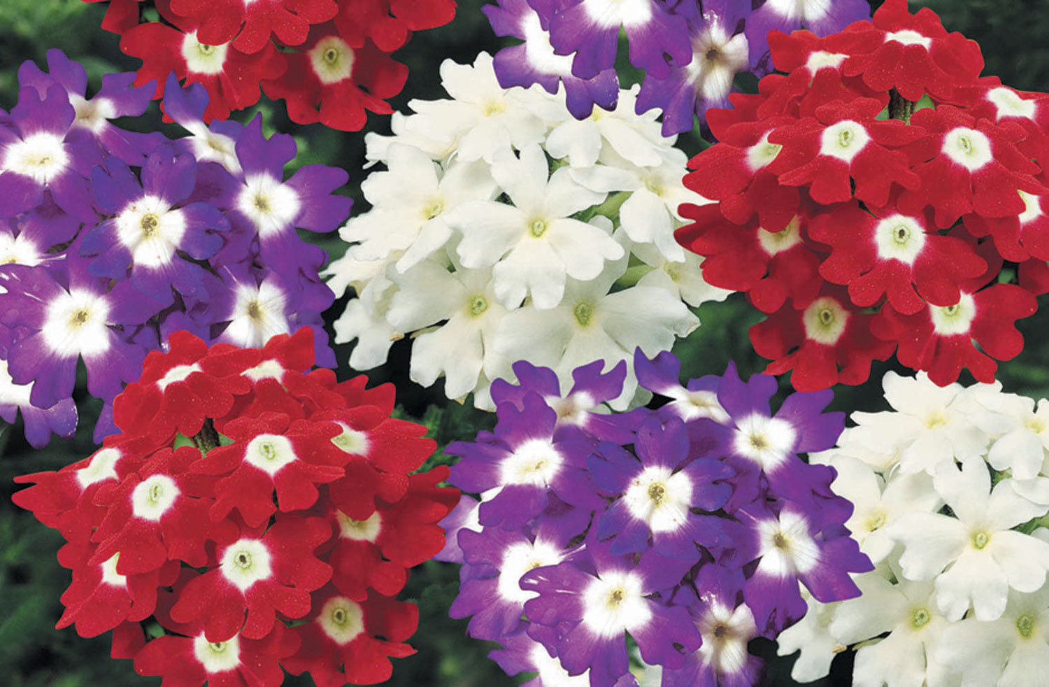 Verbena Mix - Gaia Organics