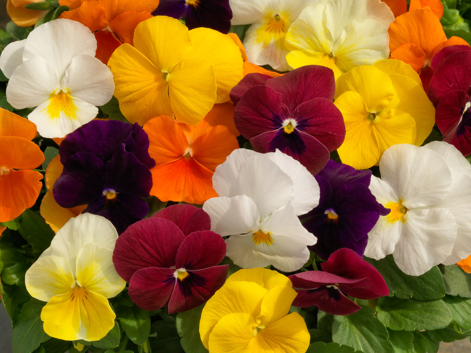 Viola Mix - Gaia Organics