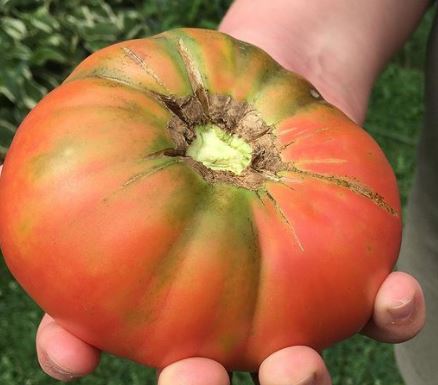 Watermelon Beefsteak Tomato - Gaia Organics