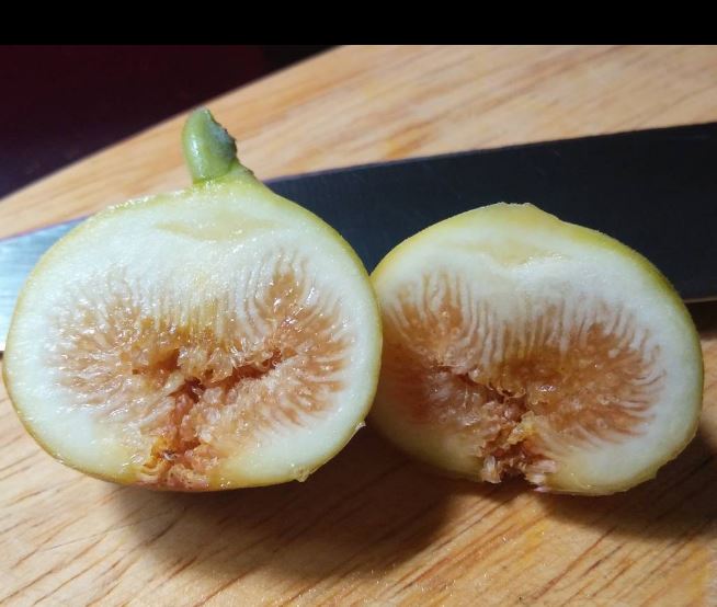 Olympian Fig - Gaia Organics