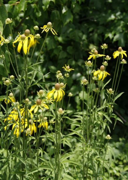 Grey Headed Prairie Coneflower - Gaia Organics