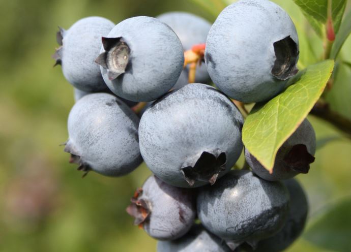 Lowbush Blueberry - Gaia Organics