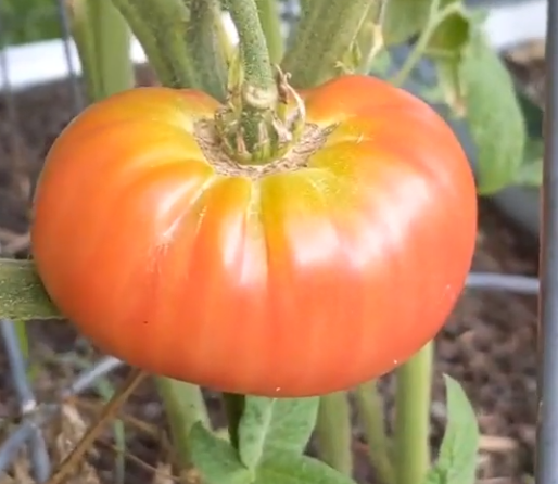 Tiffen Mennonite Tomato - Gaia Organics