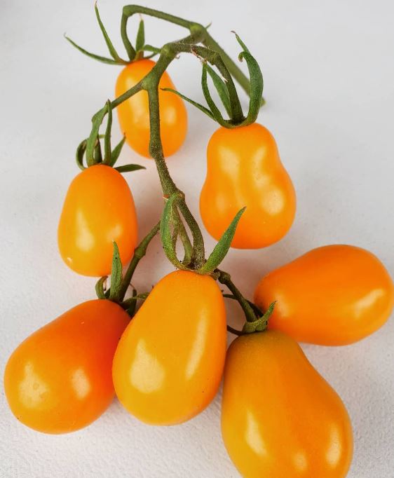 Yellow Bell Tomato - Gaia Organics