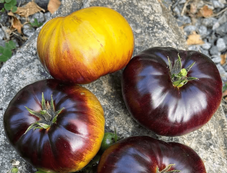 Alice Dream Tomato - Gaia Organics