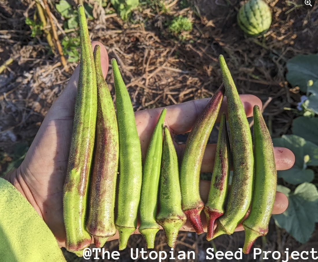 Aunt Hettie's Red x Puerto Rico Everblush Okra - Gaia Organics