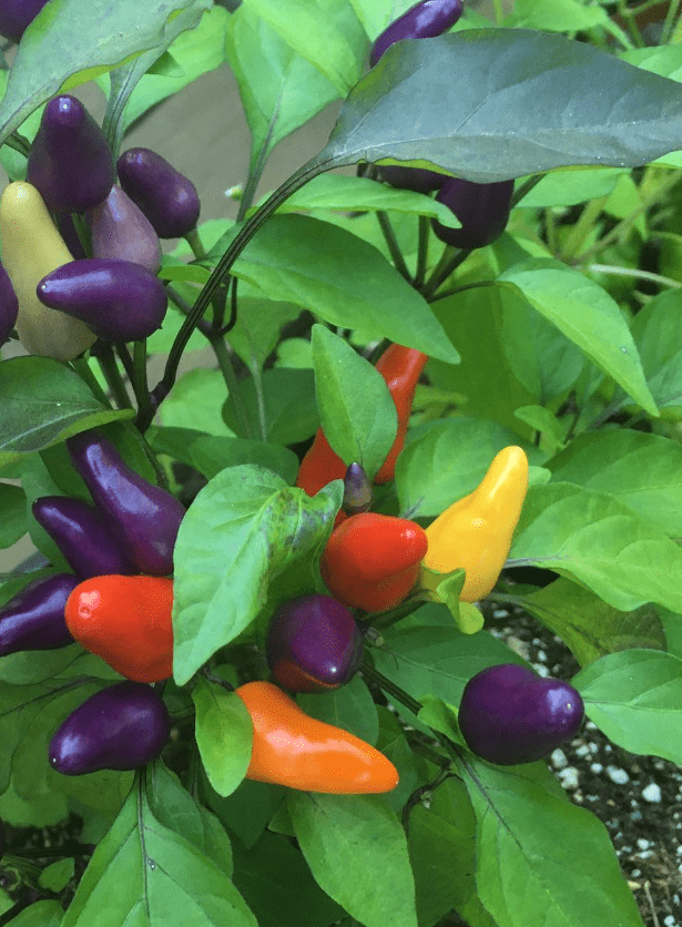 Aurora Hot Pepper - Gaia Organics