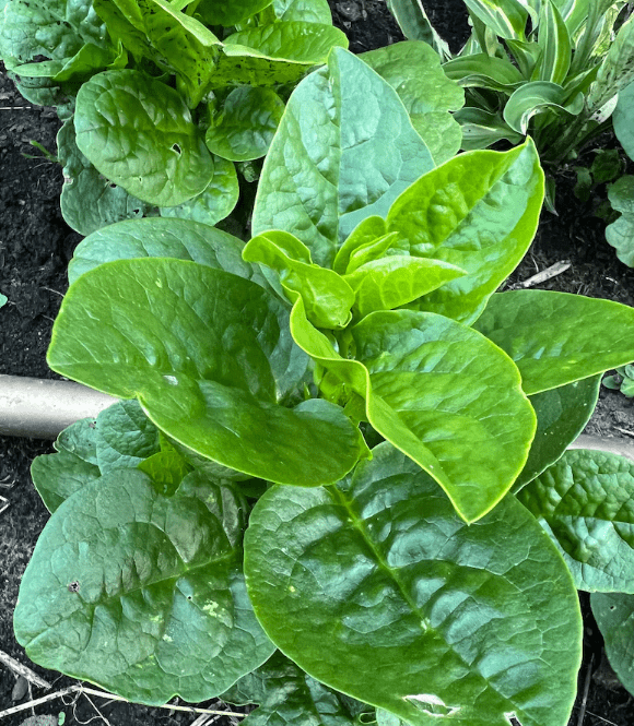 Big Round Leaf Malabar Spinach - Gaia Organics