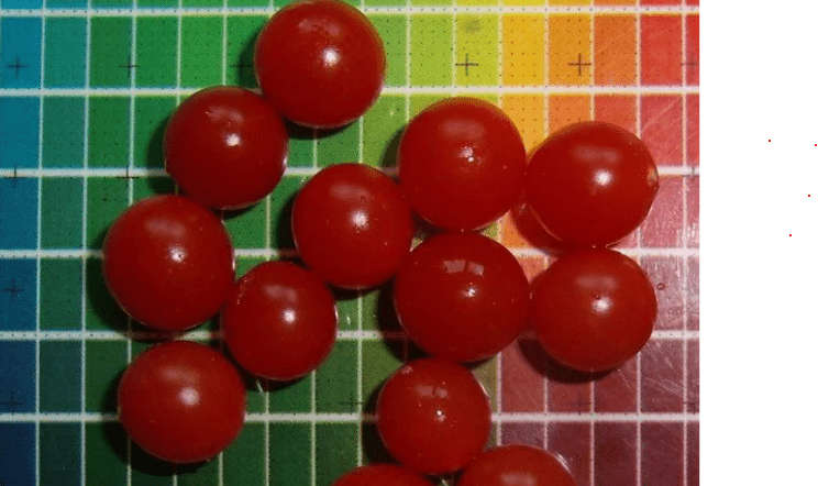 Cache Valley Currant Tomato - Gaia Organics