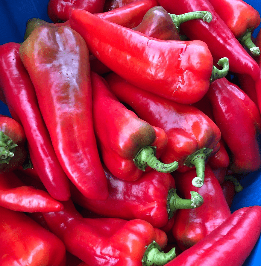 Organic Bulk Garden Seeds and Plants Supplier | Ontario