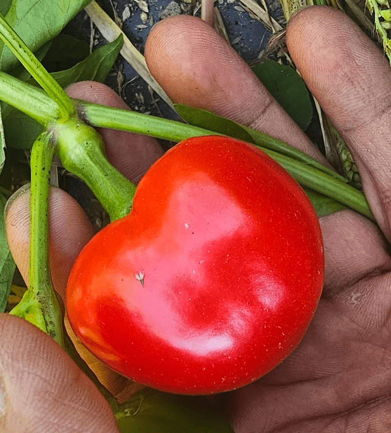 Cherry Bomb Hot Pepper - Gaia Organics