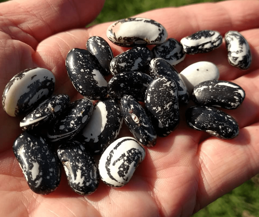 Chester Skunk Bean - Gaia Organics