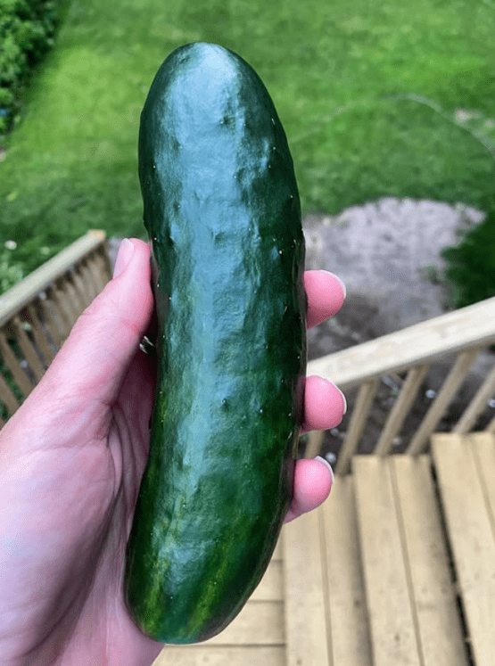 Shop - Gaia Organics