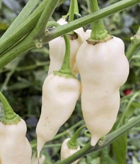 Devil's Tongue White Hot Pepper - Gaia Organics