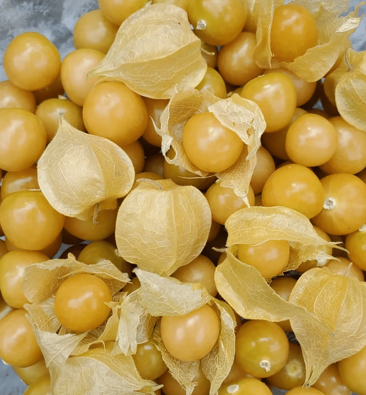 Dr. Wyches Yellow Tomatillo - Gaia Organics