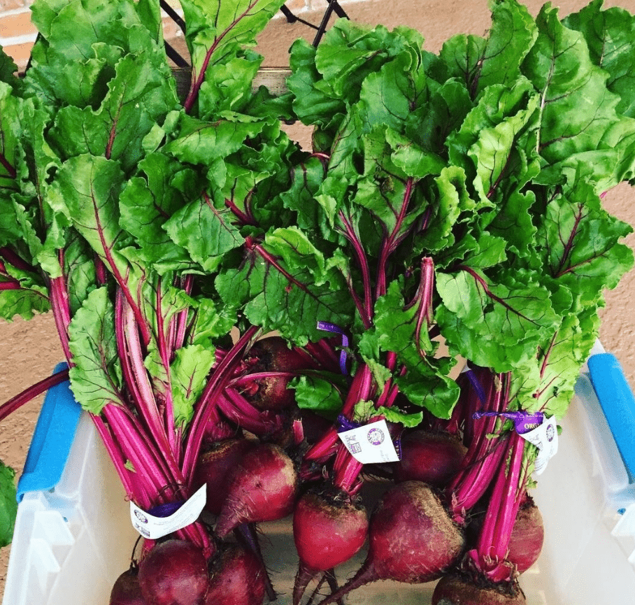 Early Wonder Tall Top Beet - Gaia Organics