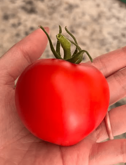 Frontenac Tomato - Gaia Organics