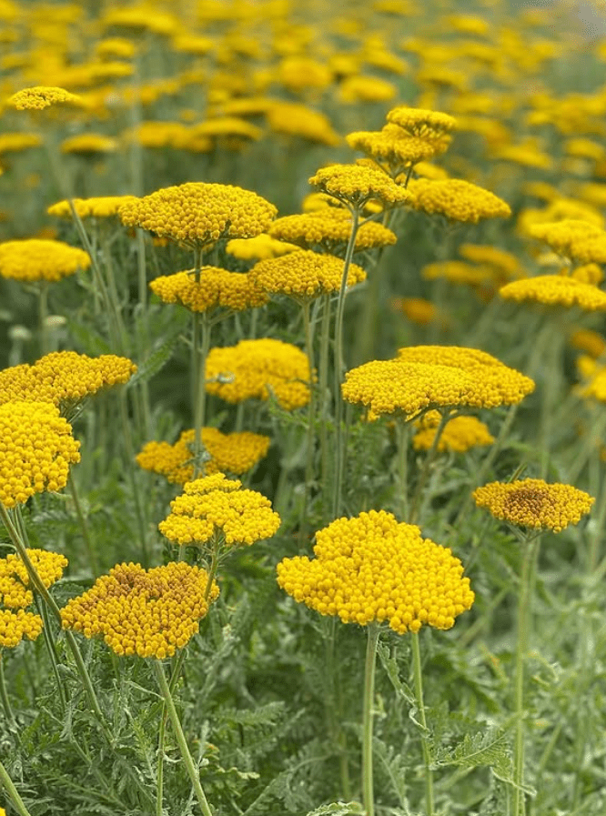 Golden Yarrow - Gaia Organics
