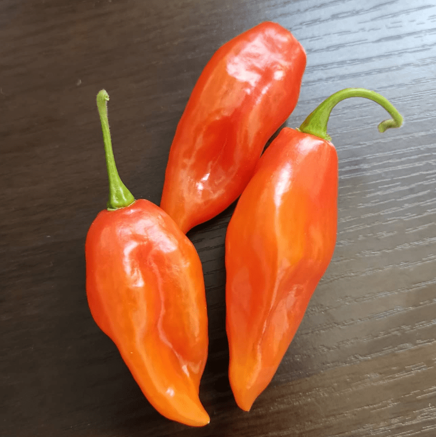 Habanero Hot Paper Lantern Hot Pepper - Gaia Organics