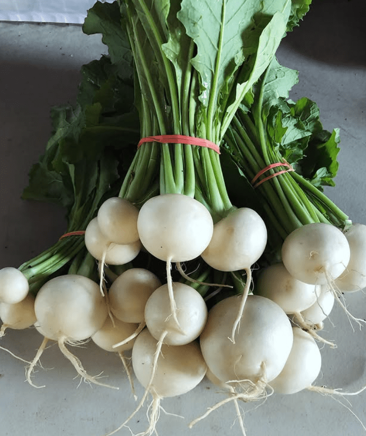 Hakurei F1 Turnips - Gaia Organics