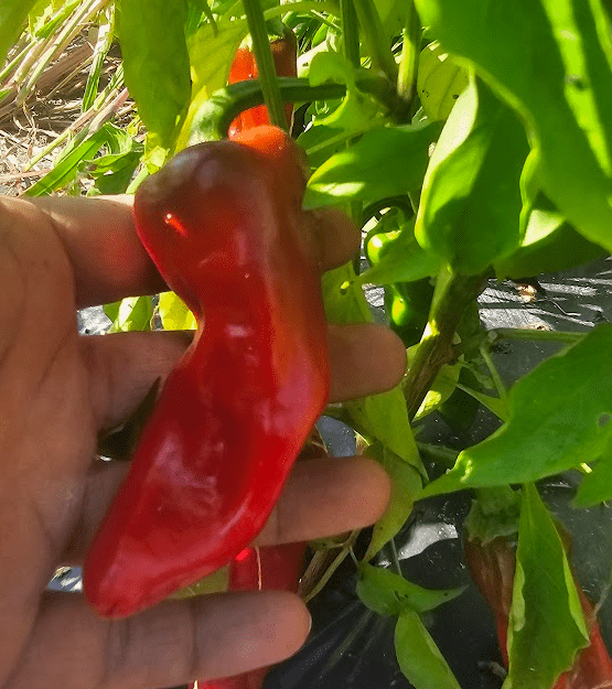 Italian Sweet Pepper - Gaia Organics