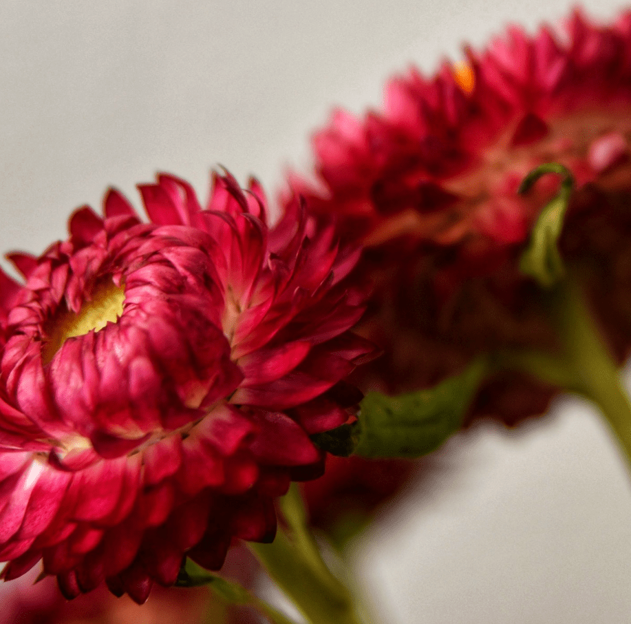 King Sized Red Strawflower - Gaia Organics