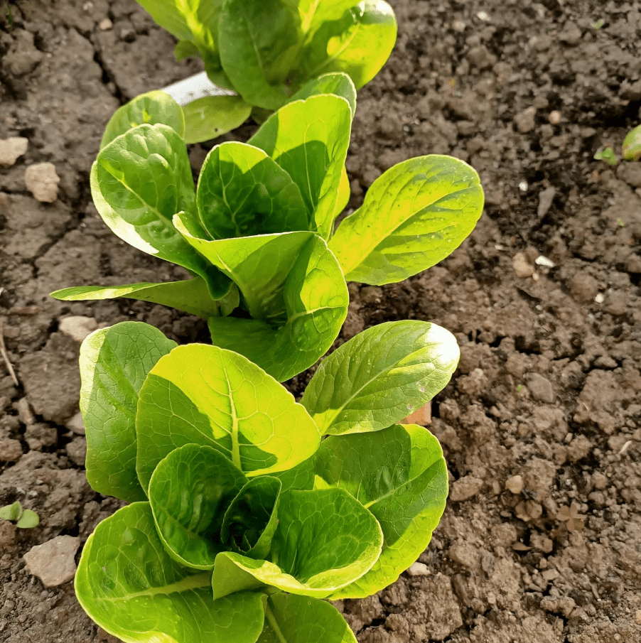 Little Gem Lettuce - Gaia Organics