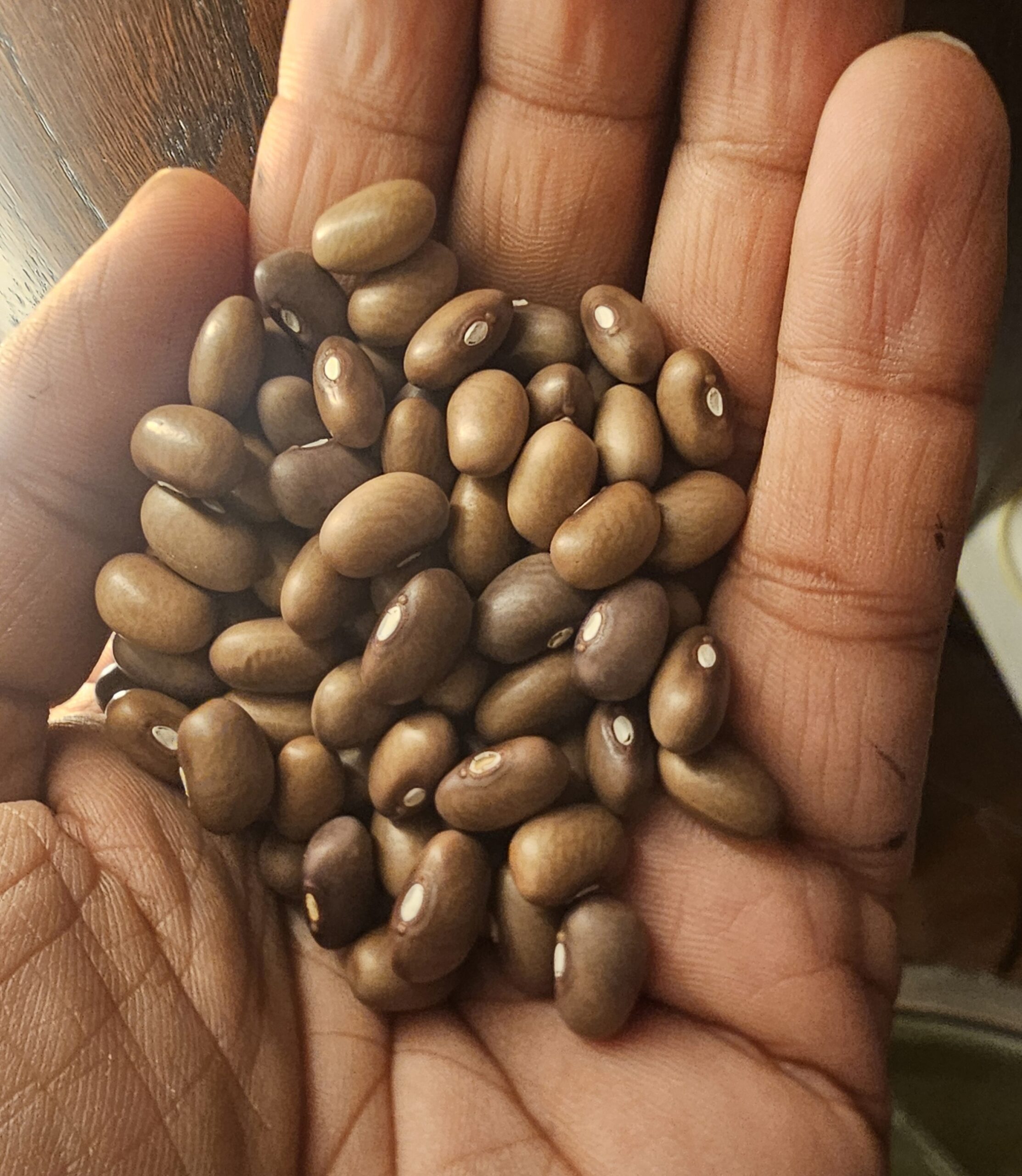 Malawi Brown Bean Mix - Gaia Organics