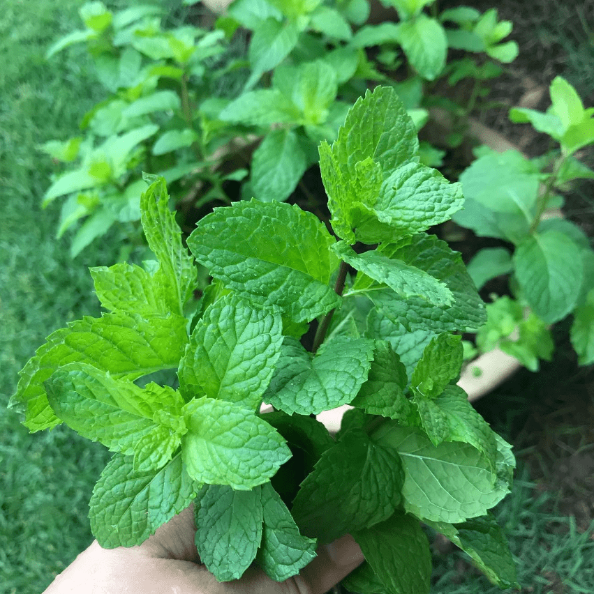 Menthol Mint - Gaia Organics