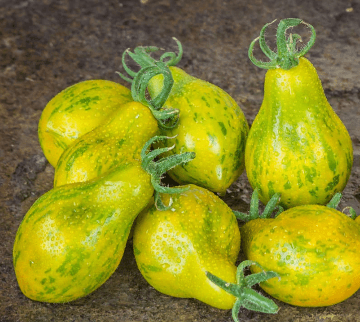 Michael Pollan Tomato - Gaia Organics