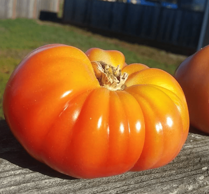 Mortgage Lifter Tomato - Gaia Organics