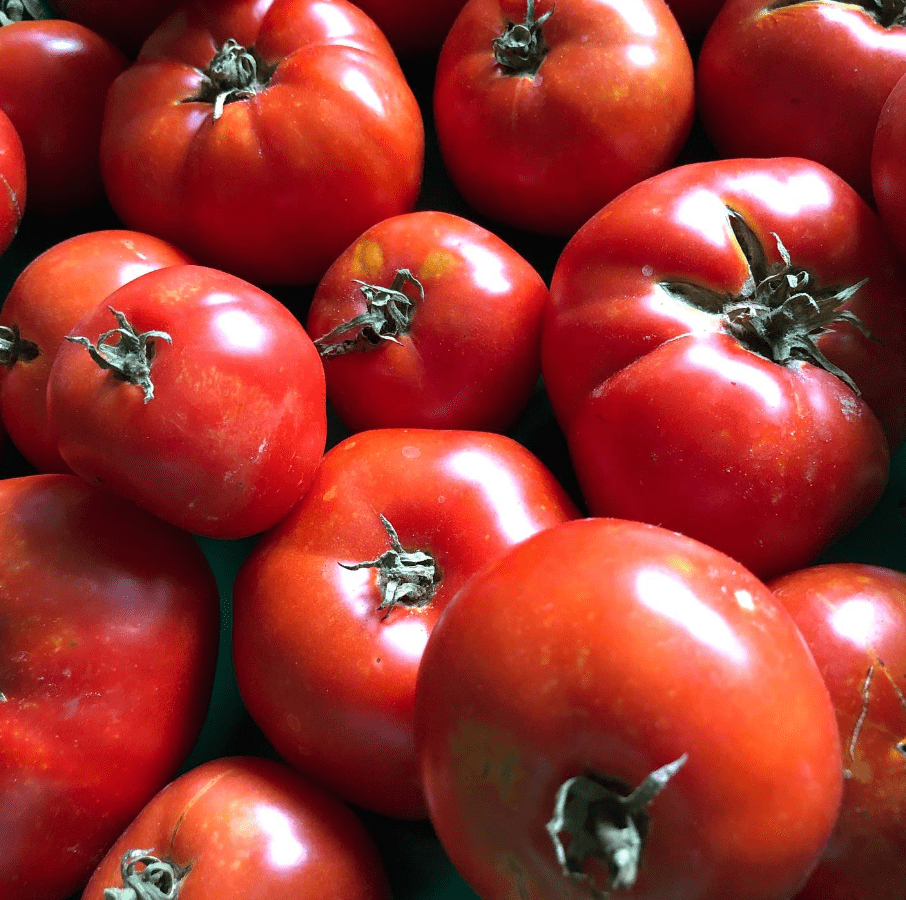 Moskvich Tomato - Gaia Organics